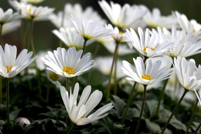 Vårblomstrende Stauder: Å Velge og Dyrke Stauder For Våren - Hagesnakk